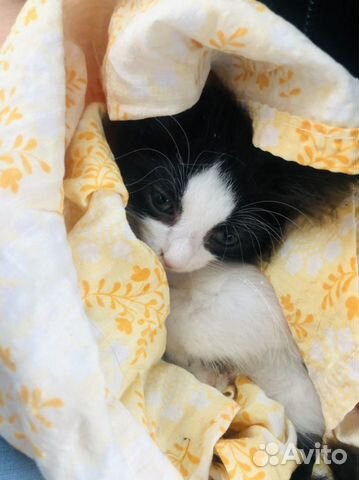 Котенок в добрые руки