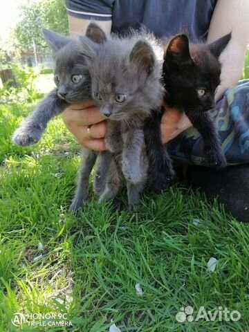 Котята в добрые руки бесплатно