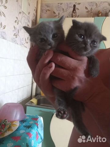 Британские котята