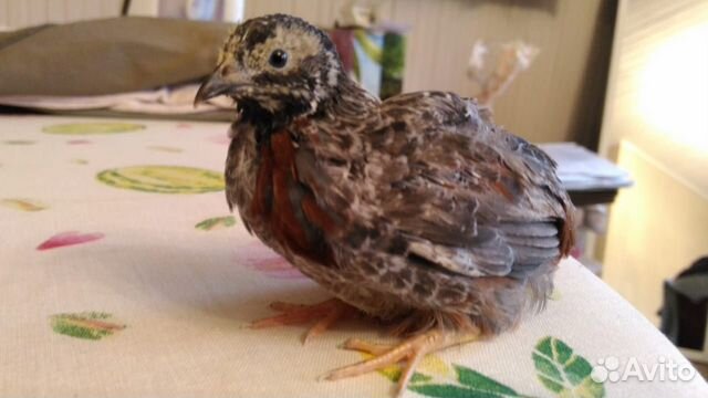 Расписной перепел