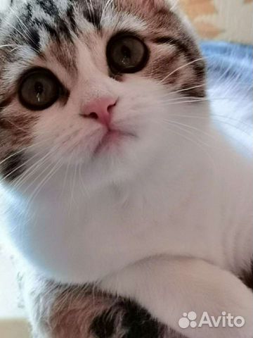 Шотландский котенок