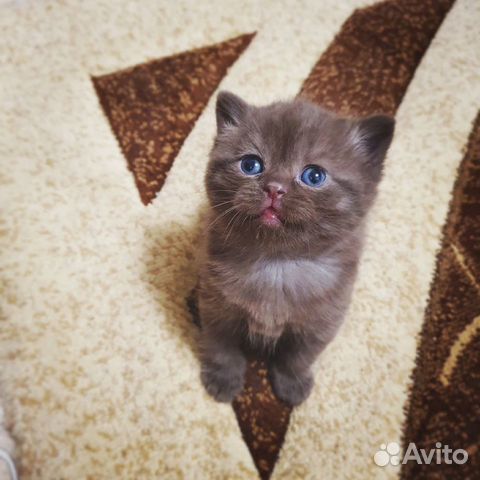 Продам шотландских котят