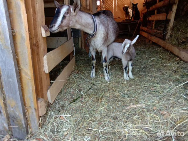 Альпийские процентные козлики