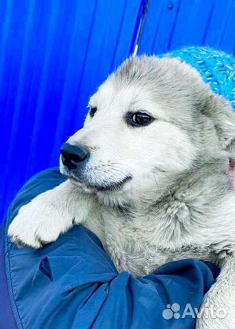 Щенок фенотип лайки