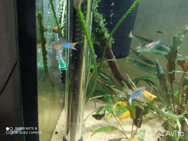 Гуппи японская голубая