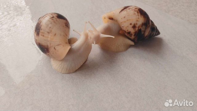 Детёныши улиток ахатина ретикулята