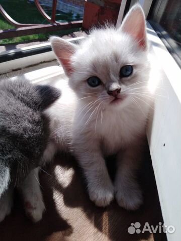 Котята