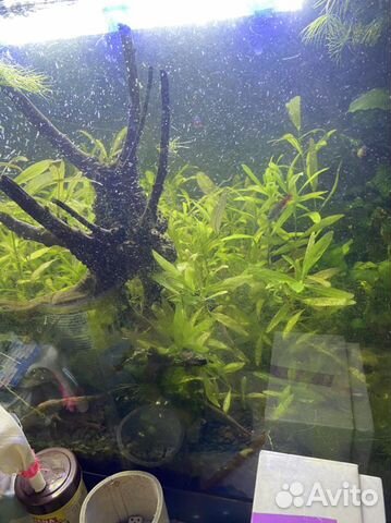Гигрофила и ряска растение для аквариума