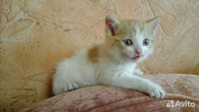 Кошечка возраст 1 мес 2 нед