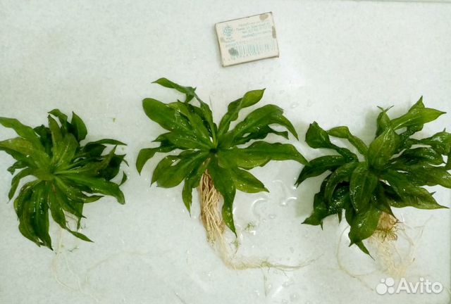 Эхинодорус Тропика