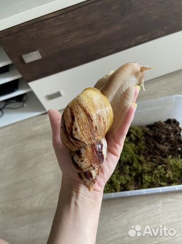 Улитки ахатины ретикулята