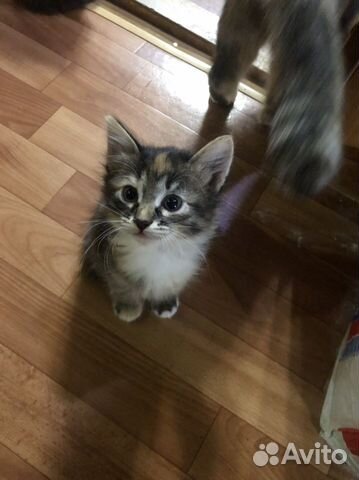 Кошка