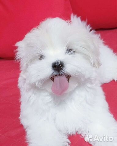 Шикарный малыш мальтезе