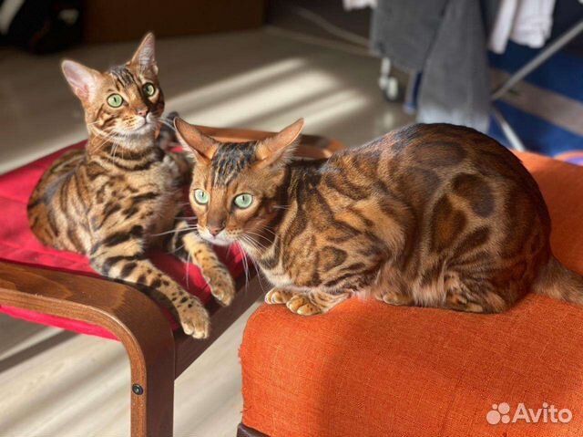 Бенгальская