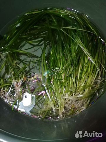 Валиснерия, сагитария и роголисник