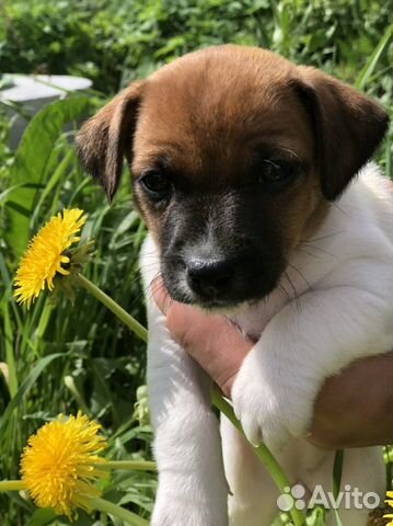 Щенки Джек Рассел терьер мальчики и девочки