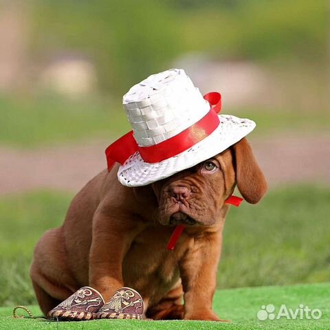 Щенок Бордоса