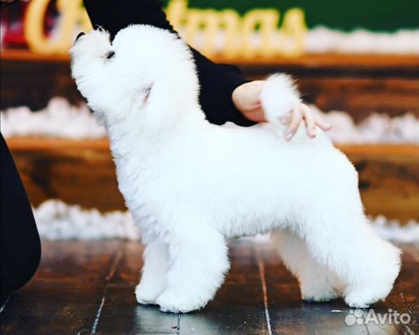 Щенки бишон фризе