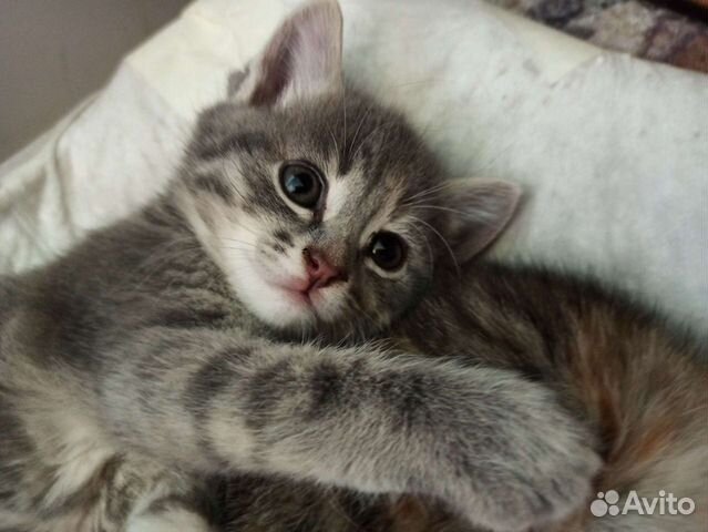 Котёнок в добрые руки