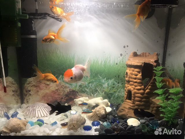 Аквариум 20 литров с рыбками