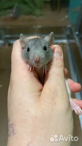 Крысята бесплатно