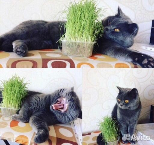 Кот на вязку