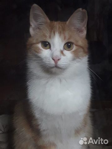 Котенок Веснушка 8 мес ищет дом