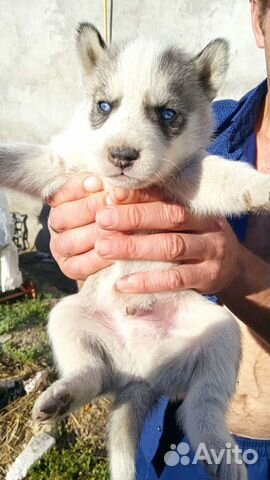 Щенки хаски