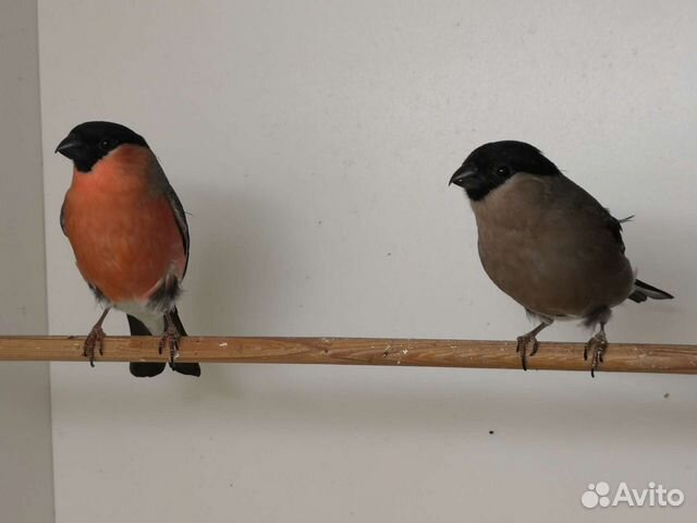 Пара снегирей