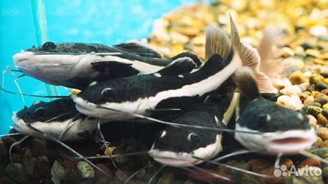 Краснохвостый сом