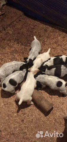 Русский охотничий спаниель щенки