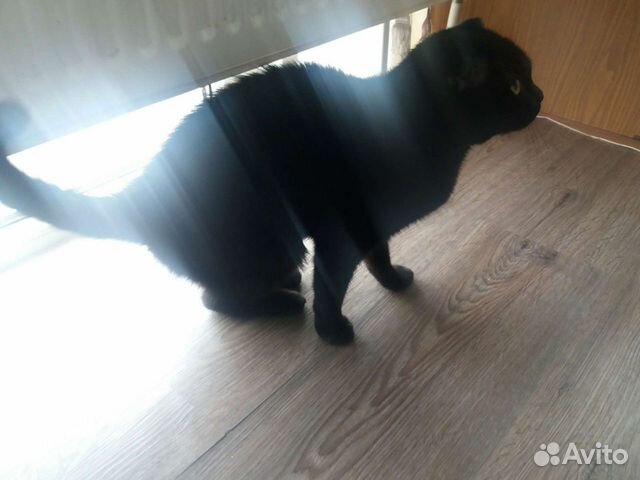 Отдаем кота 10 месяцев черный