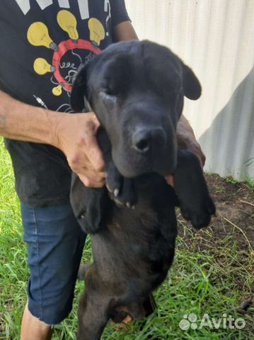 Мальчик помесь с шарпеем