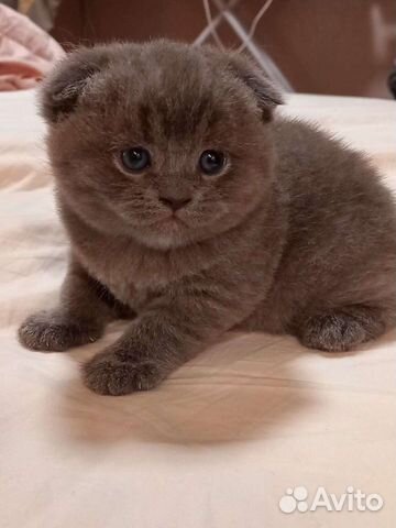 Шотландский вислоухий котенок