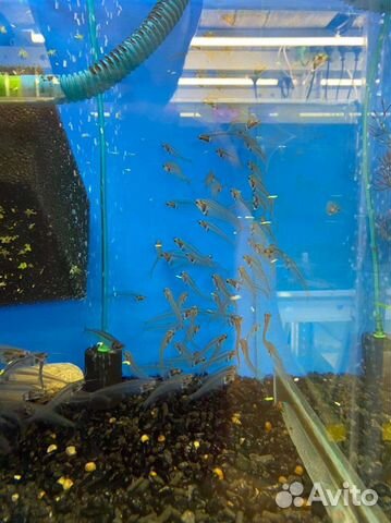 Сом стеклянный