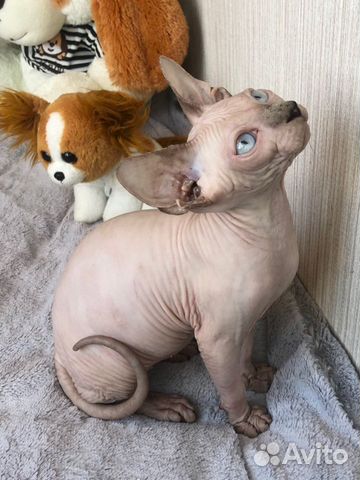 Канадский парень