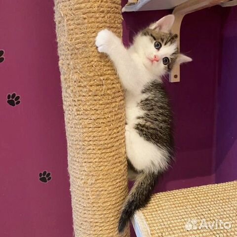 Котенок Бакс в добрые руки