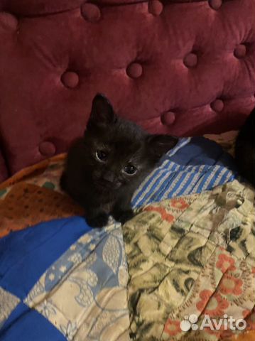 Котята из полной семьи )