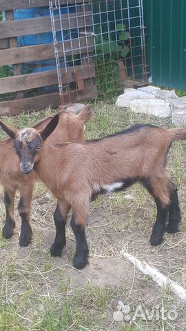 Альпийские козлята