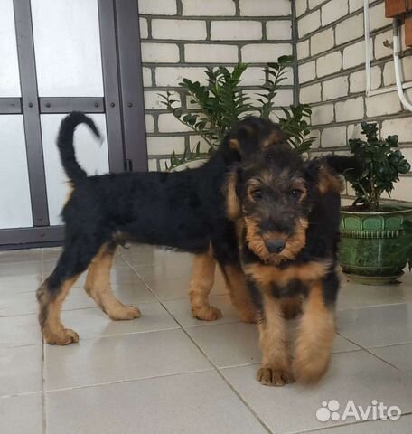 Собака Электроника-эрдельтерьер, щенки