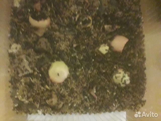 Жук знахорь