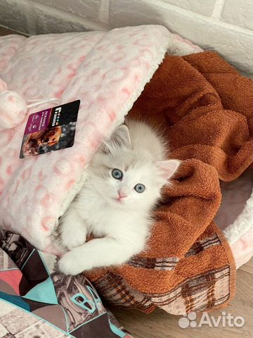 Котенок девочка, помесь тайской и сноу-шу