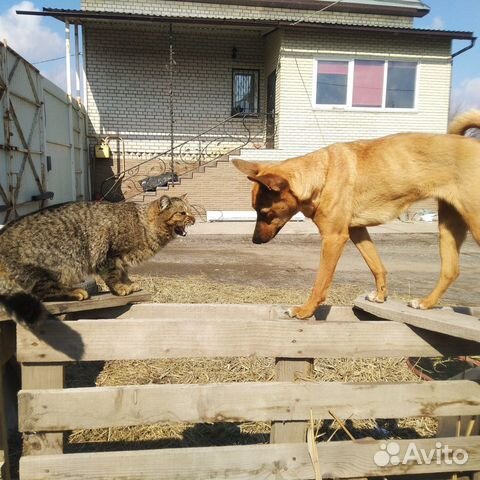 Отдам щенков, помесь цвергпинчера