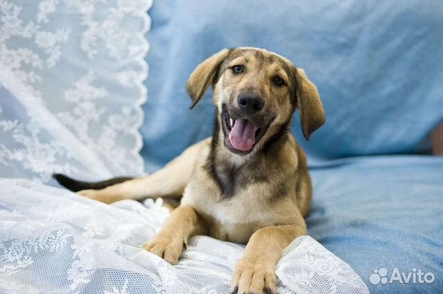 Варя ищет дом