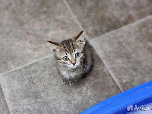 Котёнок Матроскин 2 мес. Доставим лично