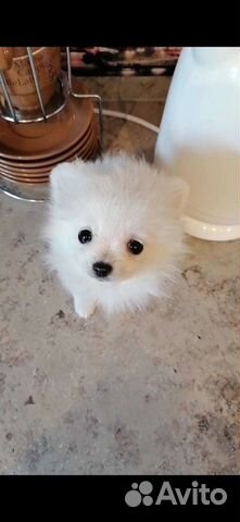 Белоснежная минюшка Шпиц