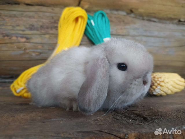 Карликовые кролики из Воронежского питомника