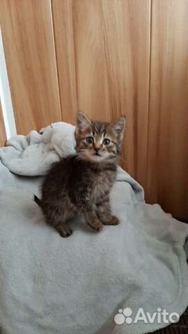 Котенок мальчик