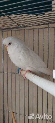 Попугай получех