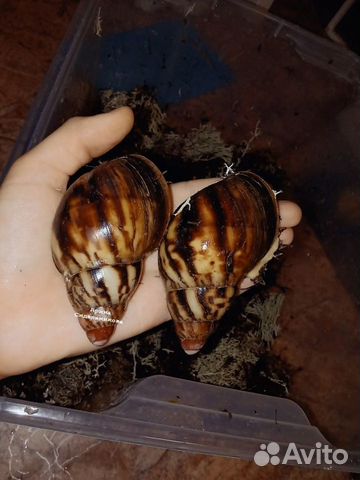 Улитки архахатины